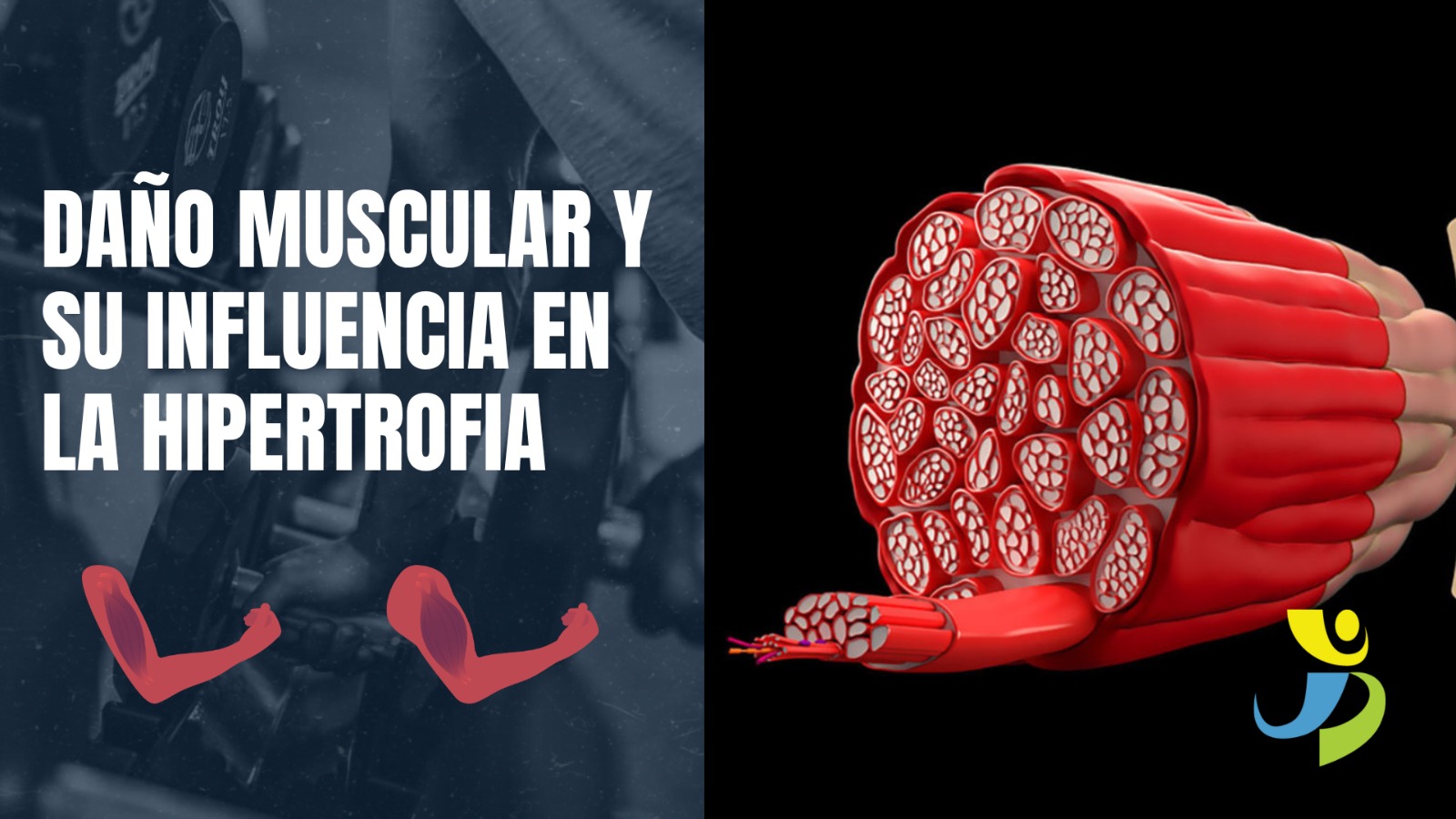 DAÑO MUSCULAR Y SU INFLUENCIA EN LA HIPERTROFIA - Universidad del Deporte