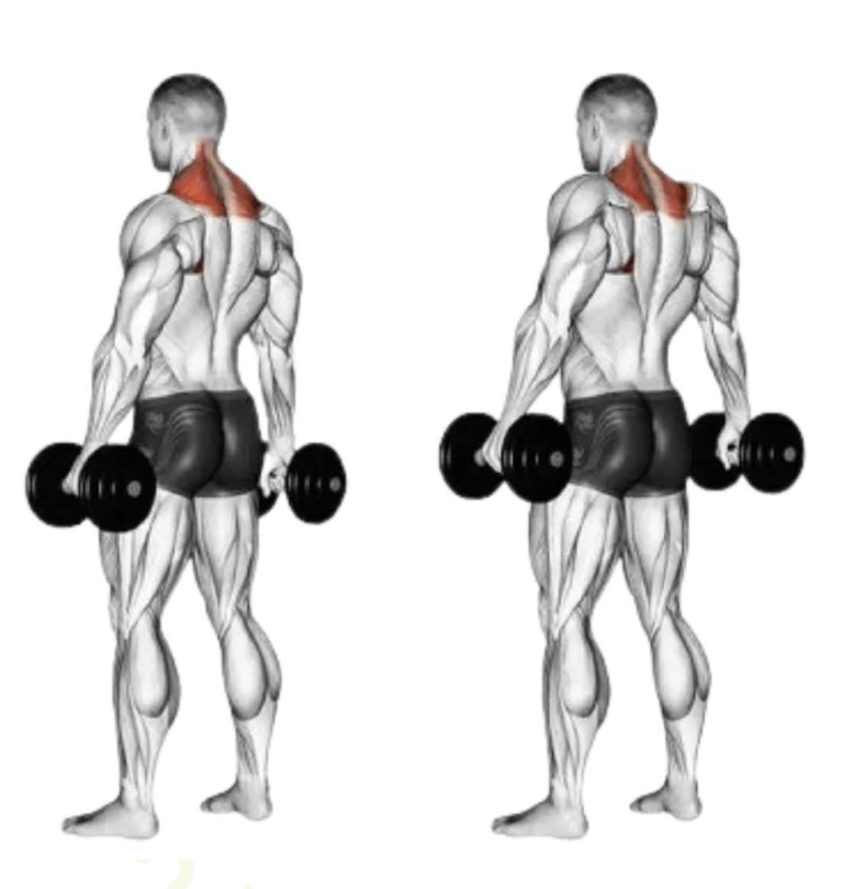 Encogimiento de hombro con mancuernas: 4 claves sobre este ejercicio ...